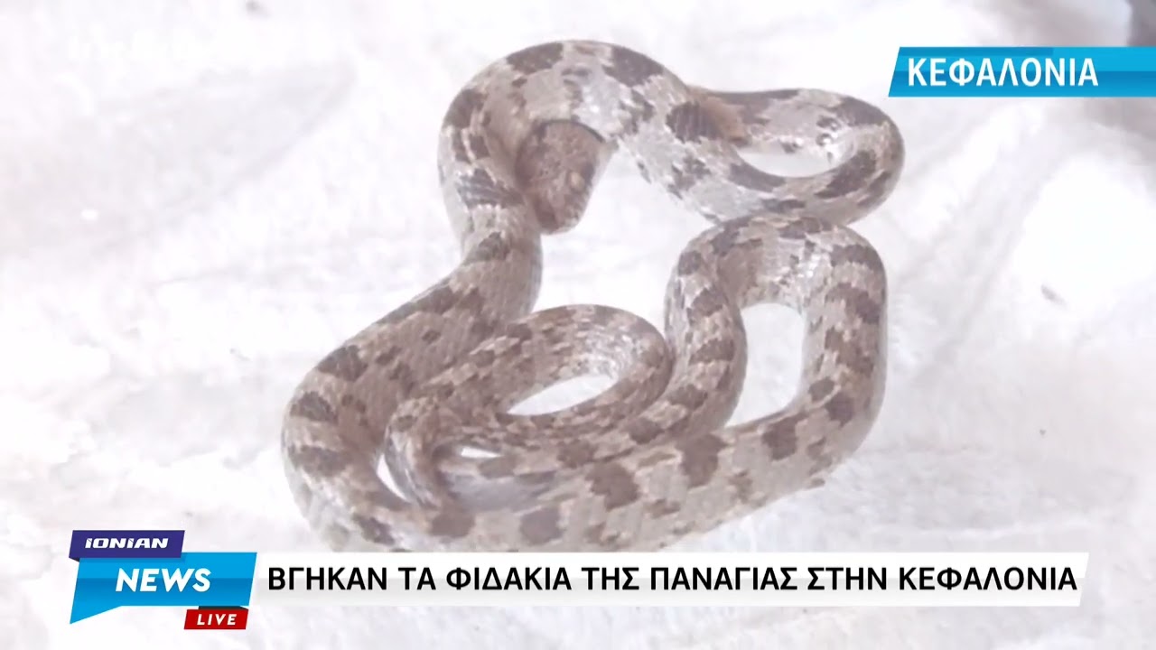 Tα φιδάκια της Παναγίας εμφανίστηκαν και φέτος στην Κεφαλονιά - Ionian TV