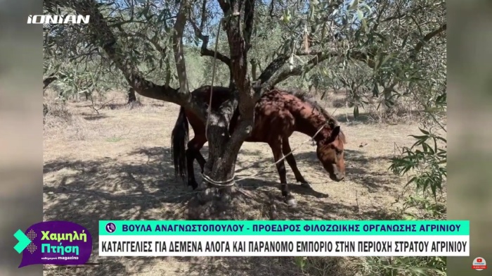 Καταγγελίες για δεμένα άλογα και παράνομο εμπόριο στην περιοχή Στράτου ...