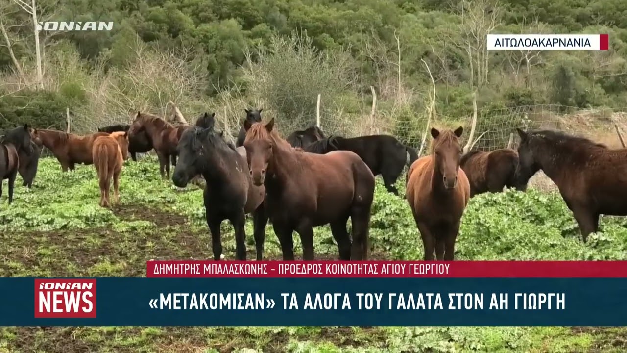 "Mετακόμισαν" τα άλογα του Γαλατά στο Μεσολόγγι - Ionian TV