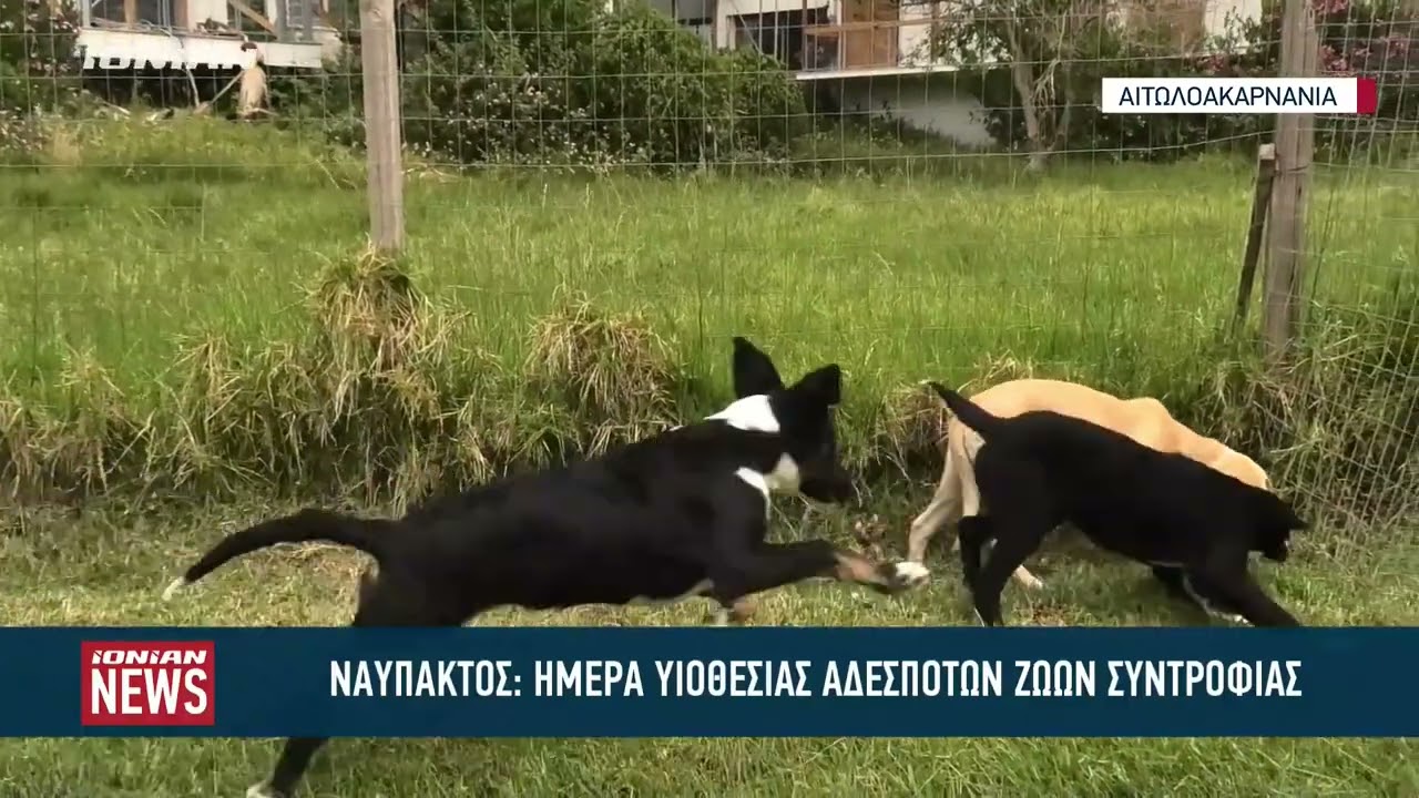 Ημέρα υιοθεσίας αδέσποτων ζώων συντροφιάς στο Δήμο Ναυπακτίας - Ionian TV