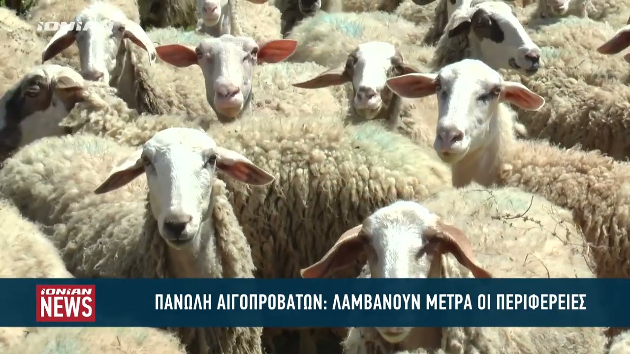 Πανώλη αιγοπροβάτων: Μέτρα λαμβάνουν οι Περιφέρειες - Ionian TV